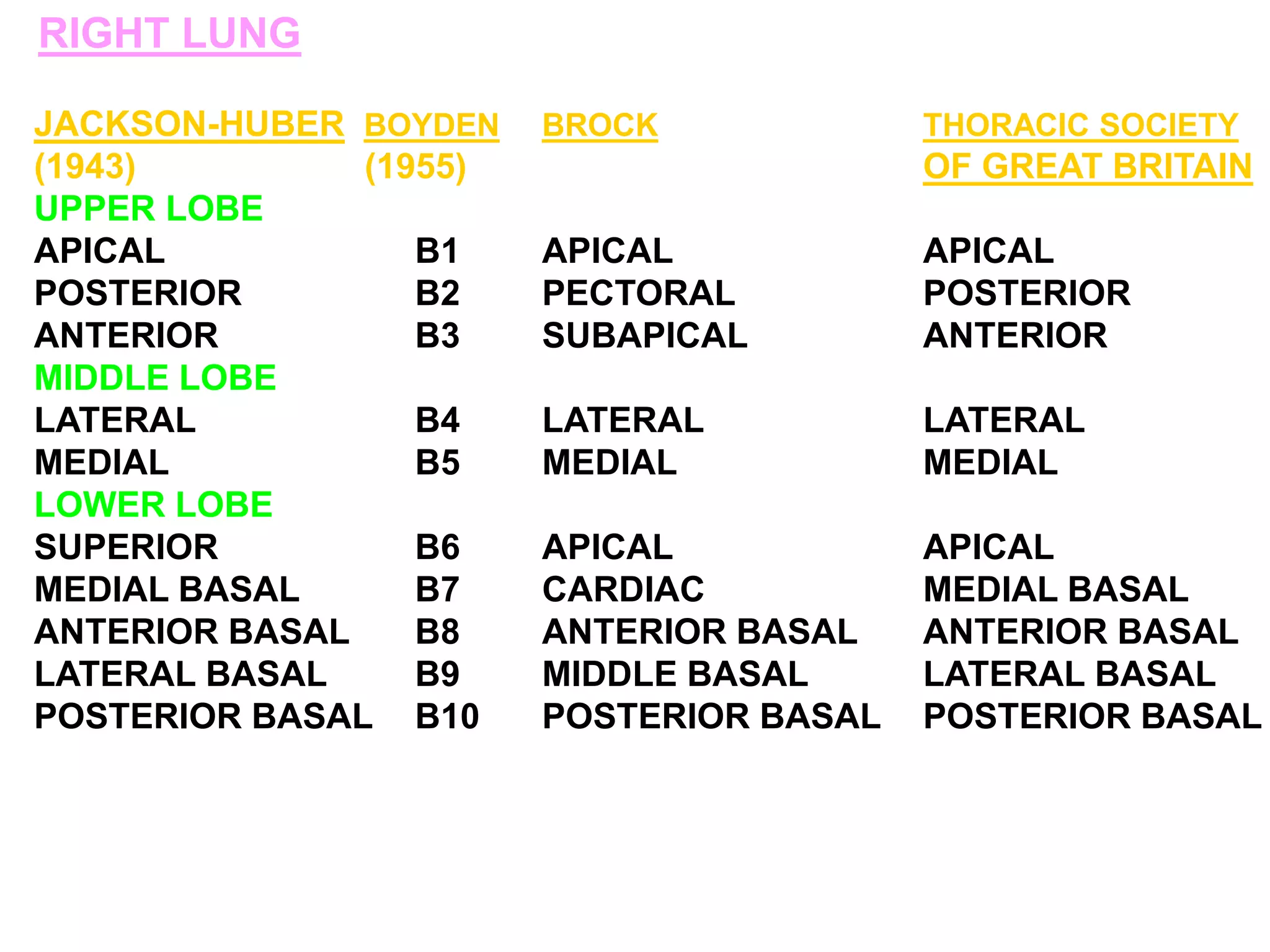 BRONCHOPULMONARY SEGMENTS OF THE LUNG | PPTX