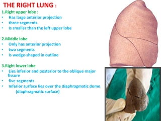 BRONCHOPULMONARY SEGMENTS OF THE LUNG | PPTX