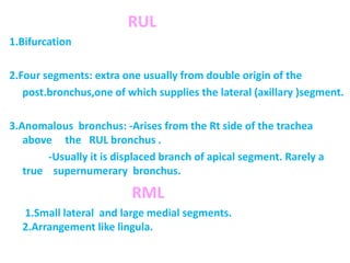 BRONCHOPULMONARY SEGMENTS OF THE LUNG | PPTX