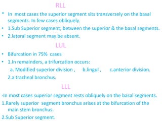 BRONCHOPULMONARY SEGMENTS OF THE LUNG | PPTX