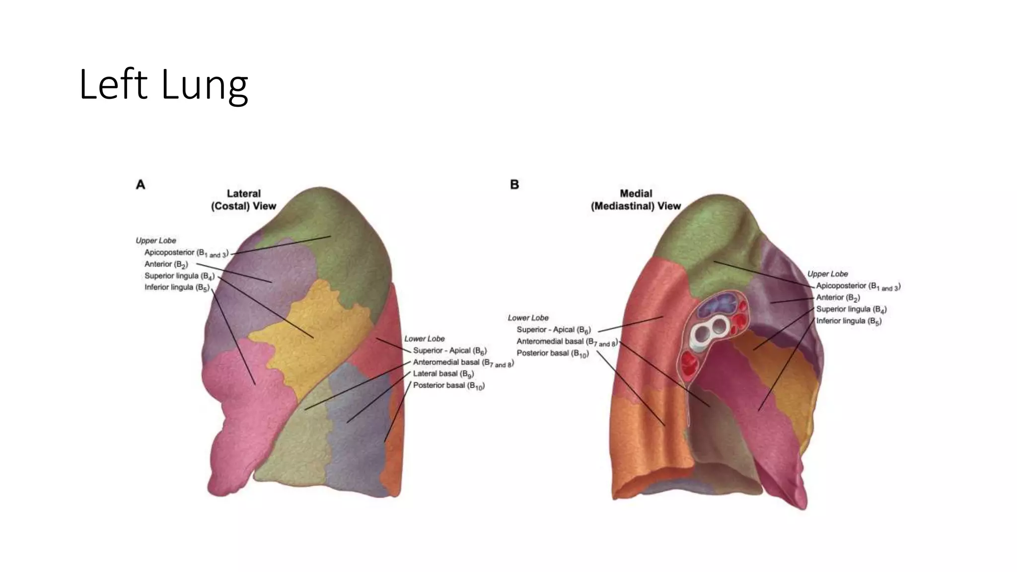 Bronchoscopy nomenclature | PPTX