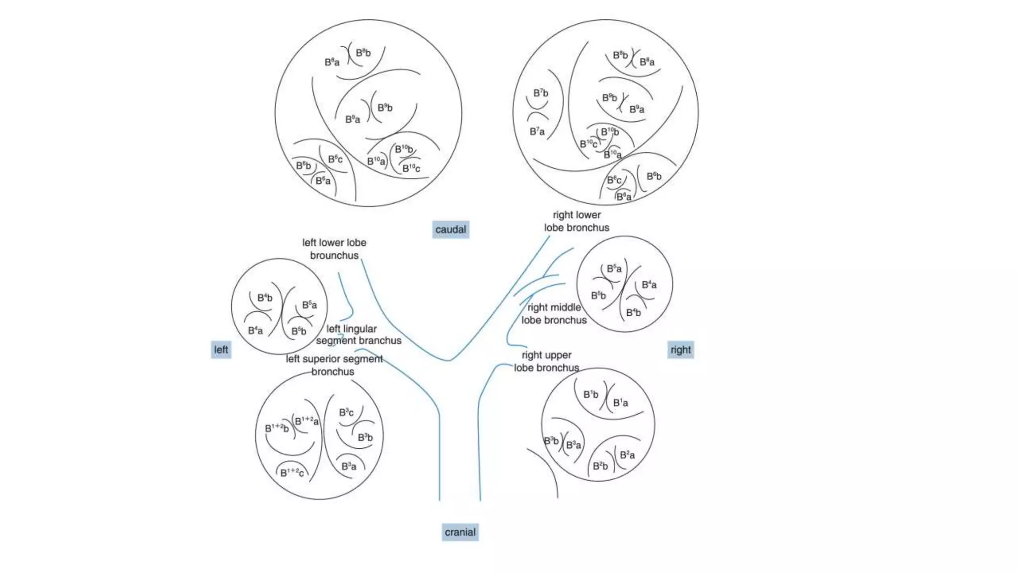 Bronchoscopy nomenclature | PPTX