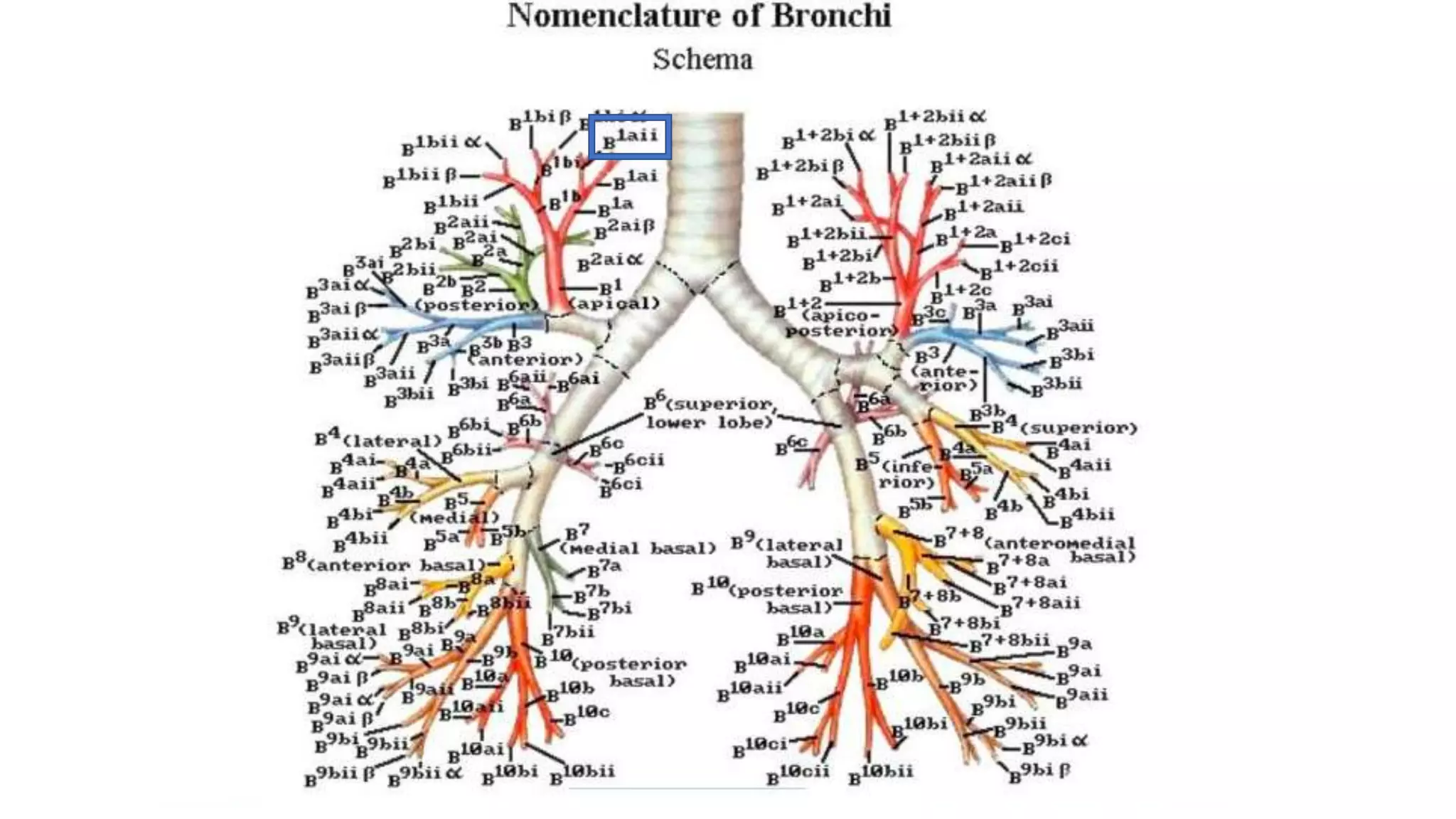Bronchoscopy nomenclature | PPTX