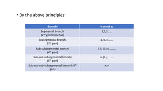 Bronchoscopy nomenclature | PPTX