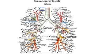 Bronchoscopy nomenclature | PPTX