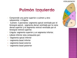 Bronkios y pulmones 2014 | PPTX