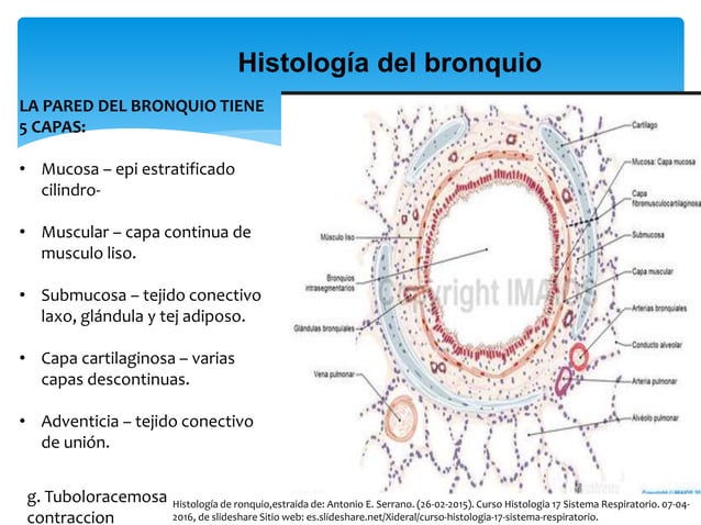 pulmón, Bronquios.(diferencias,estructura, hilio pulmonar, histología ...