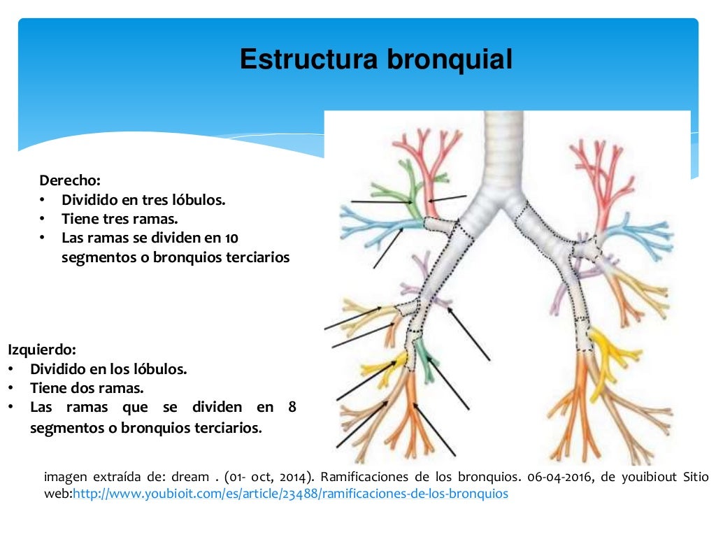 pulmón, Bronquios.(diferencias,estructura, hilio pulmonar, histología…