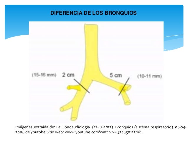 pulmón, Bronquios.(diferencias,estructura, hilio pulmonar, histología…