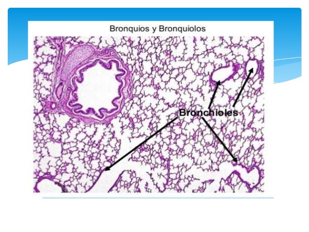 pulmón, Bronquios.(diferencias,estructura, hilio pulmonar, histología…