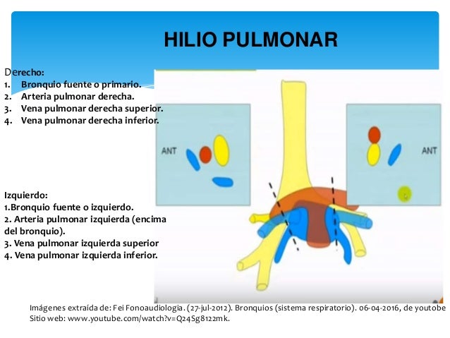 Hilio Pulmonar: Componentes, Funções E Causas – Estrich Mobil
