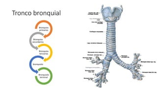 Bronquios y lóbulos / alveolos | PPTX