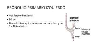 Bronquios y lóbulos / alveolos | PPTX