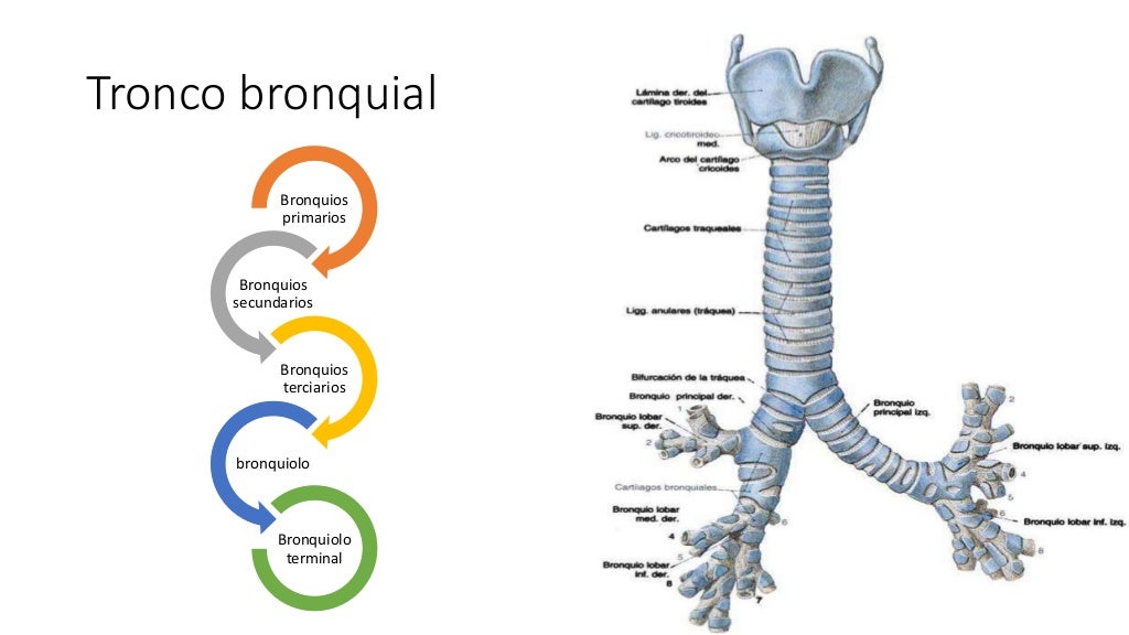 Bronquios y lóbulos / alveolos