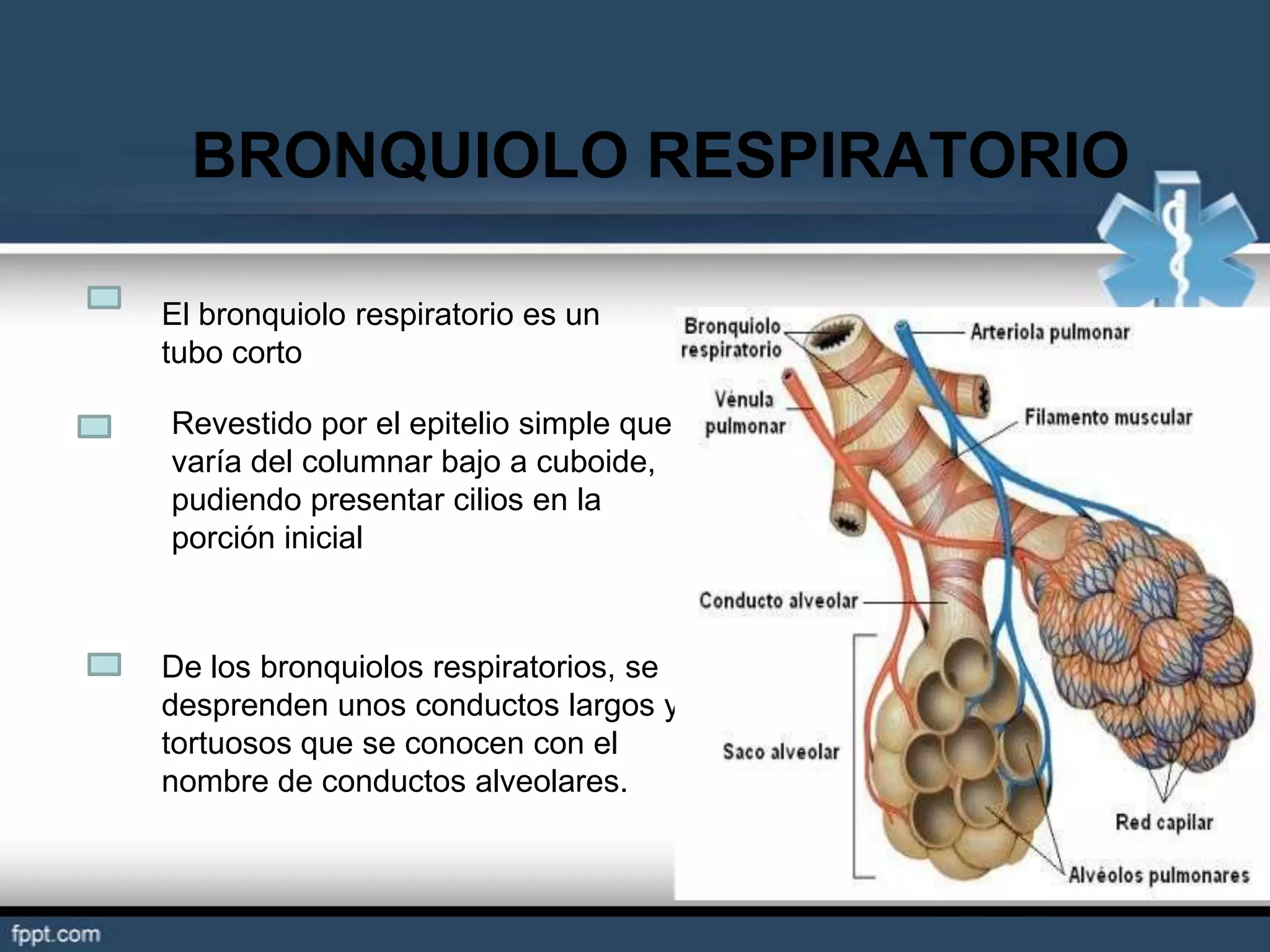 Bronquios intrapulmonares | PPT