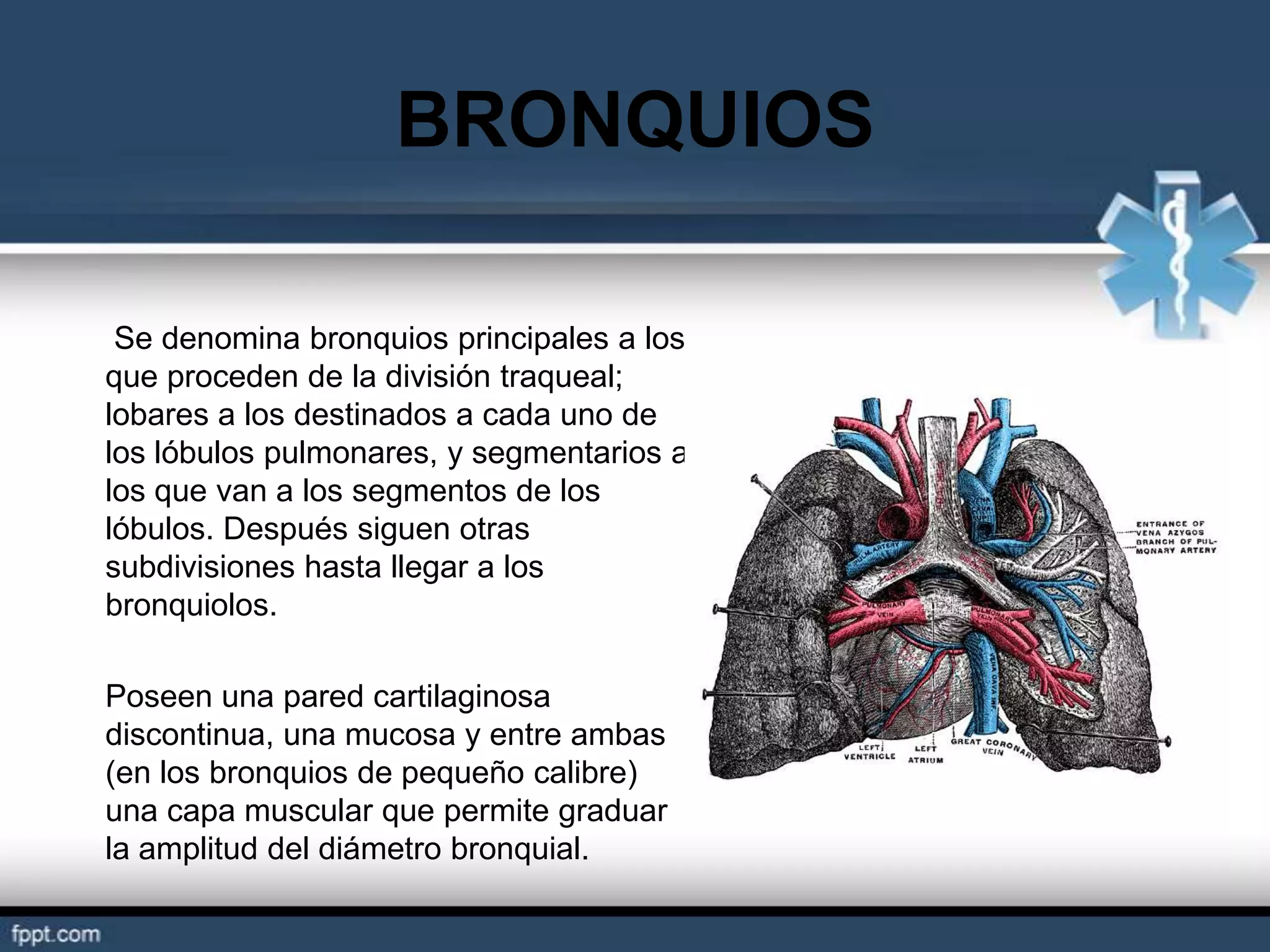 Bronquios intrapulmonares | PPTX | Lung and Respiratory Health ...