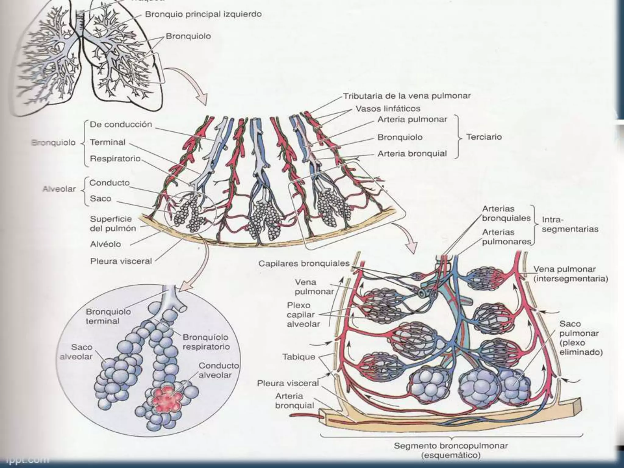 Bronquios intrapulmonares | PPT
