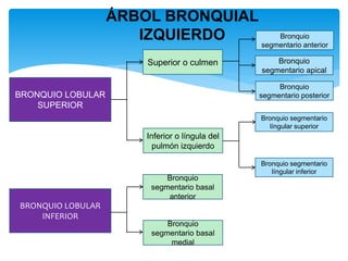 Bronquios y pulmones | PPTX