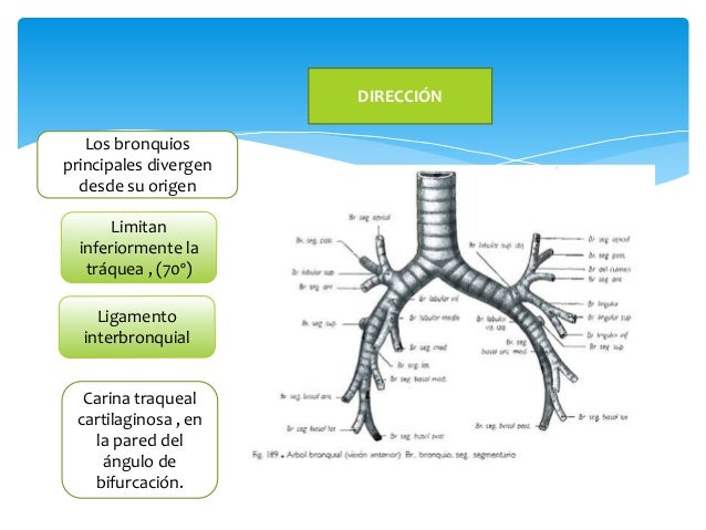 Bronquios y pulmones