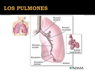 Bronquitis Aguda Pulmones