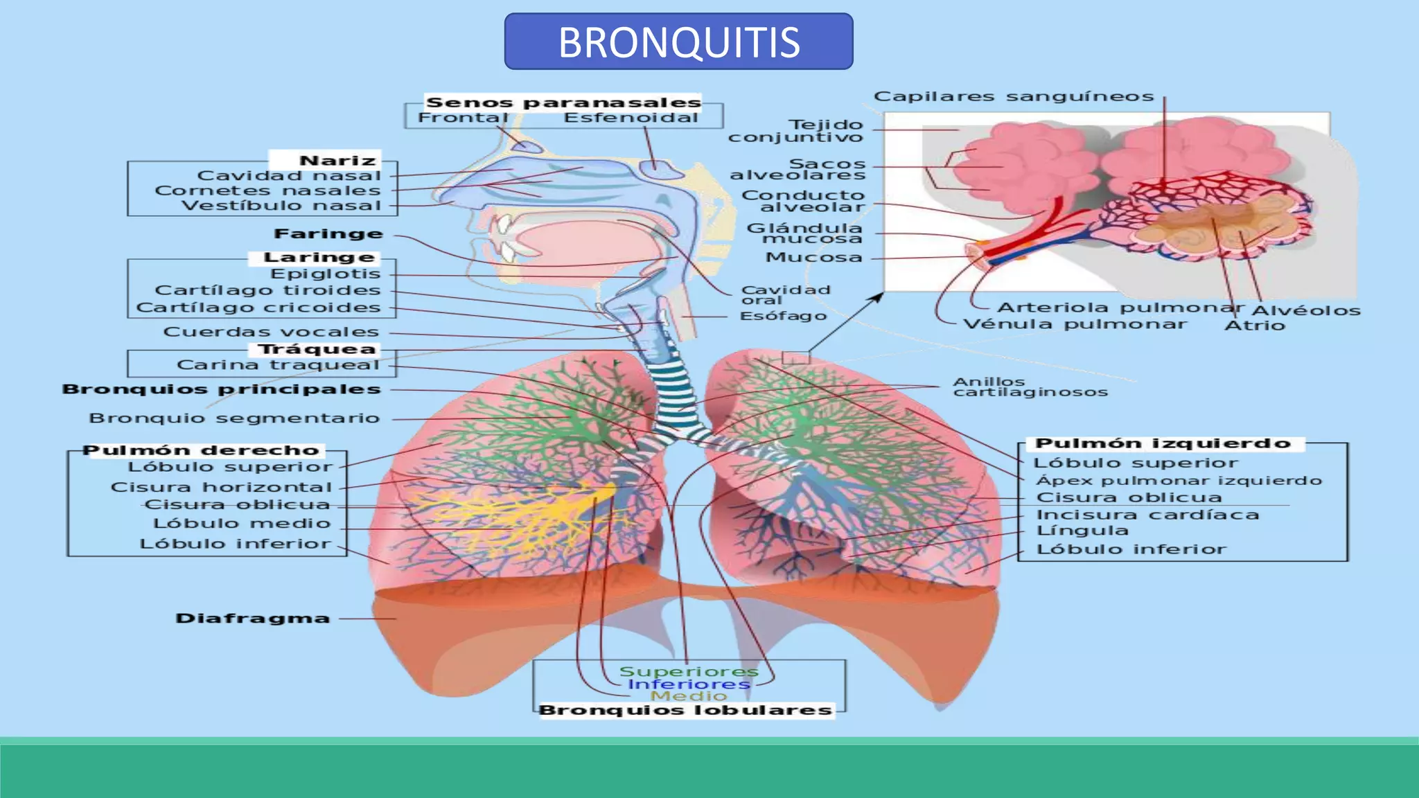 bronquitis aguda y crónica.pptx