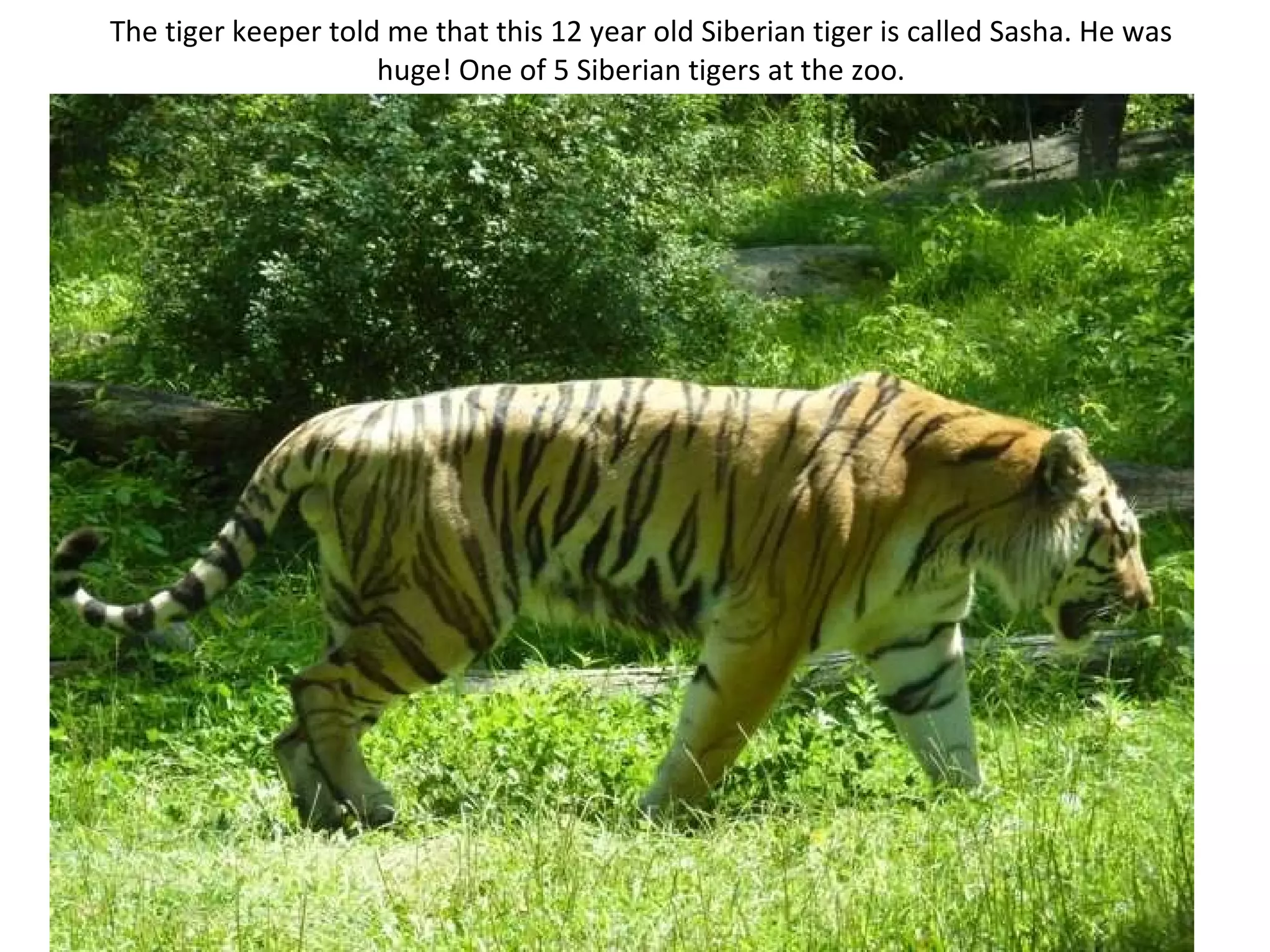 Bronz Zoo Slides | PPT