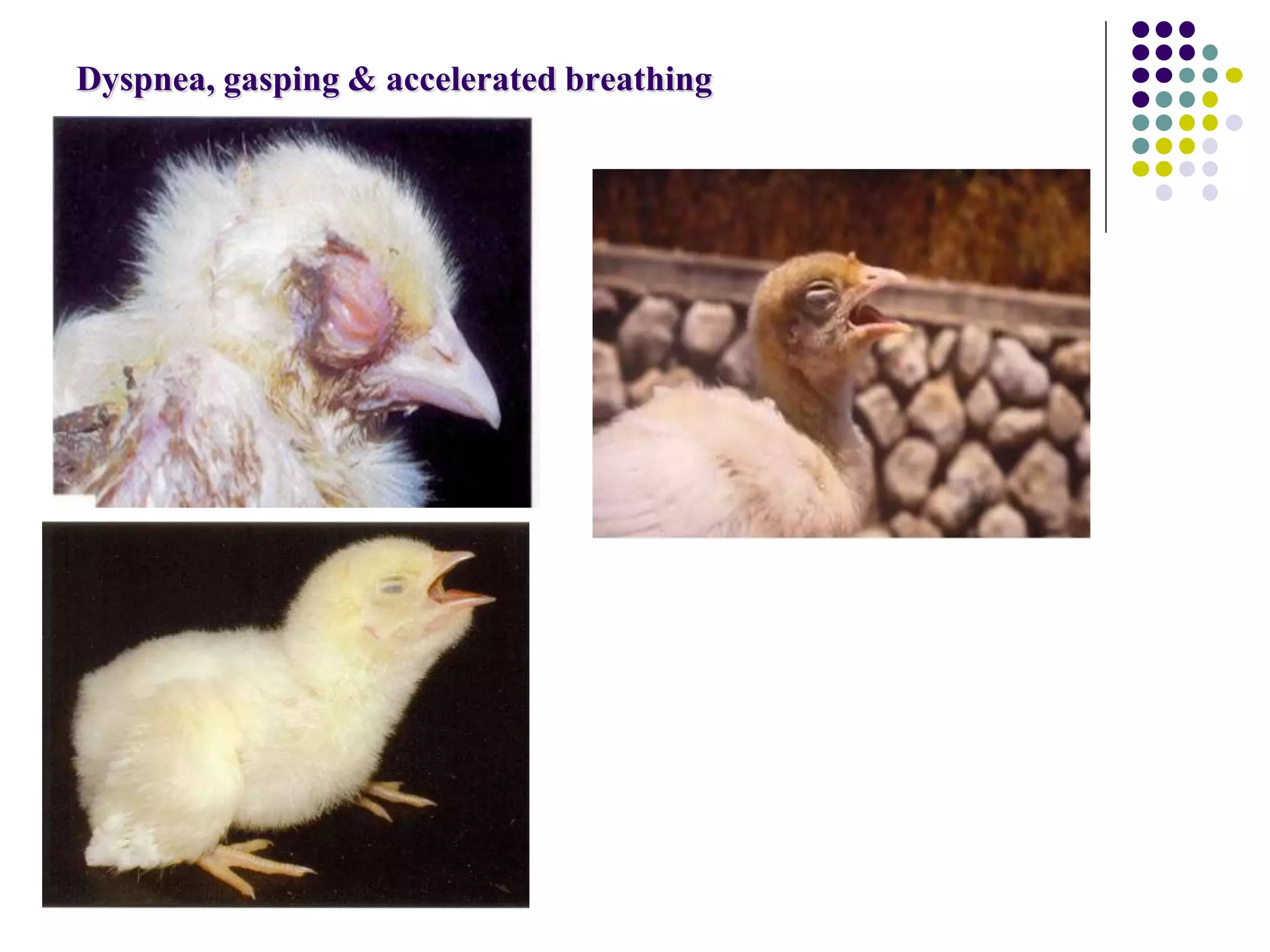 Brooder Pneumonia.ppt