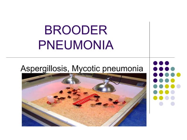 Brooder Pneumonia.ppt | Lung and Respiratory Health | Diseases and ...