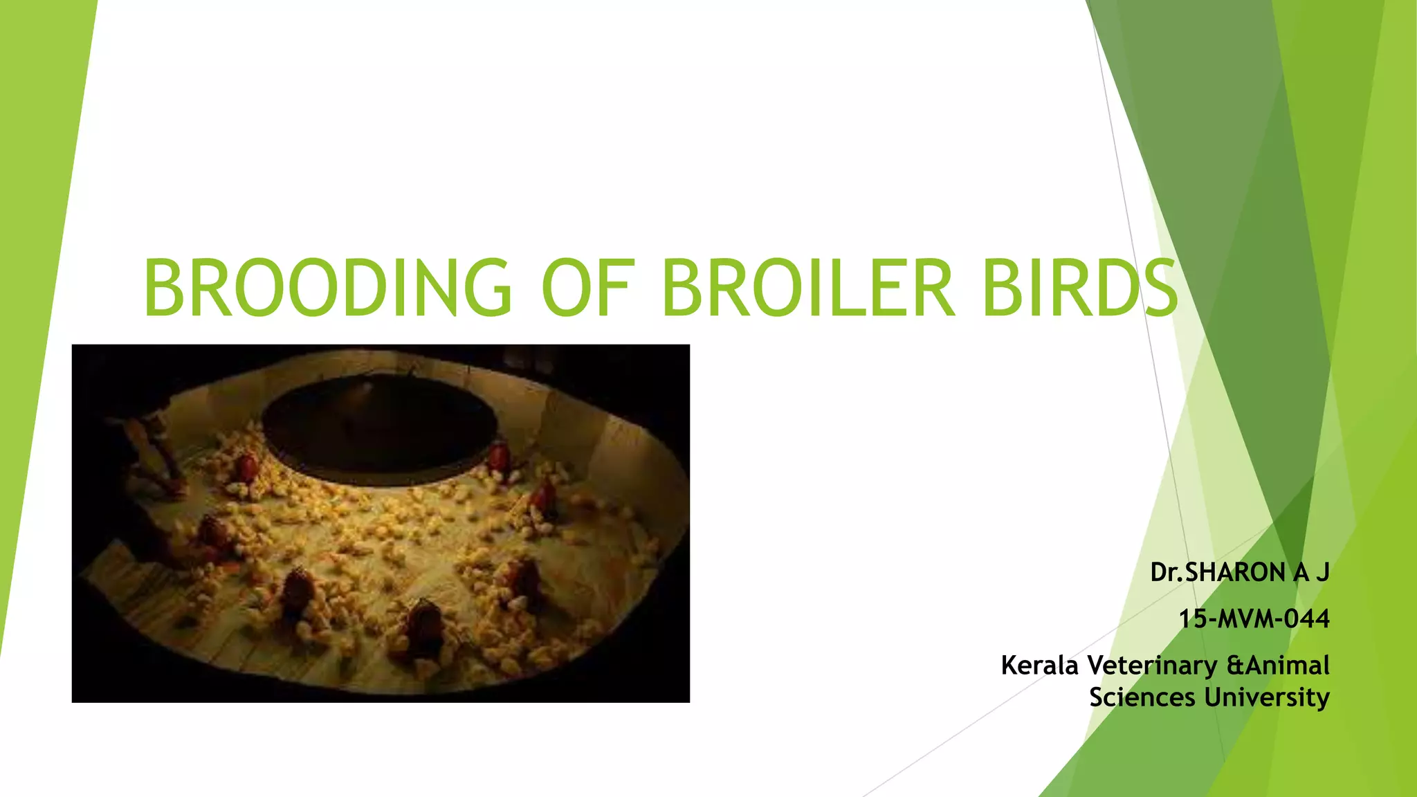 Brooding in Broiler birds | PPTX