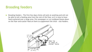 Brooding in Broiler birds | PPTX