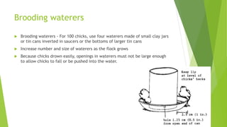 Brooding in Broiler birds | PPTX