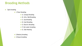 Brooding in Broiler birds | PPTX