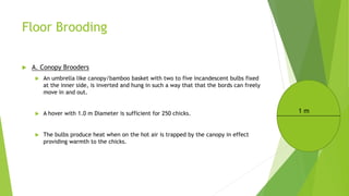 Brooding in Broiler birds | PPTX