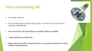 Brooding in Broiler birds | PPTX