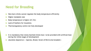 Brooding in Broiler birds | PPTX