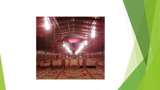 Brooding in Broiler birds | PPTX