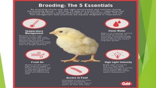 Brooding in Broiler birds | PPTX