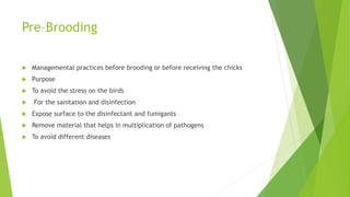 Brooding in Broiler birds | PPTX