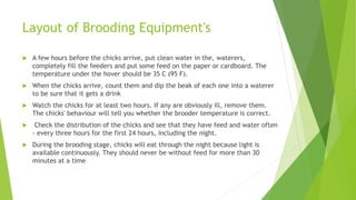 Brooding in Broiler birds | PPTX