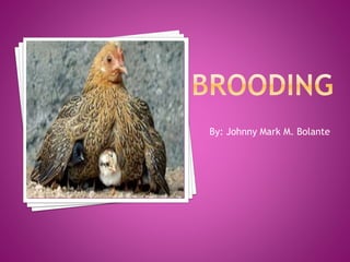 Brooding.pptx