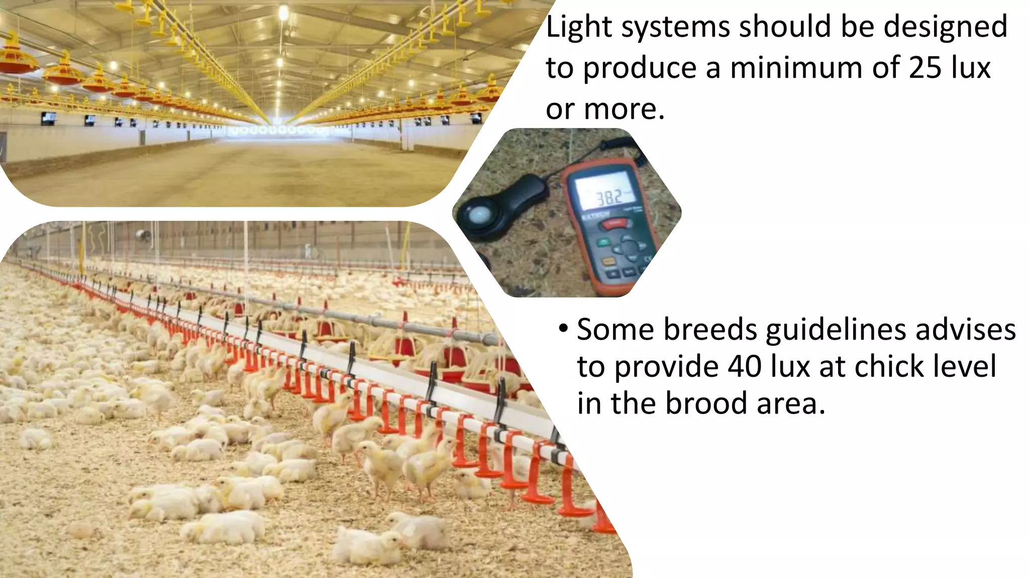 Broiler Brooding - 7day weight | PPTX