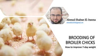 Broiler Brooding - 7day weight | PPTX