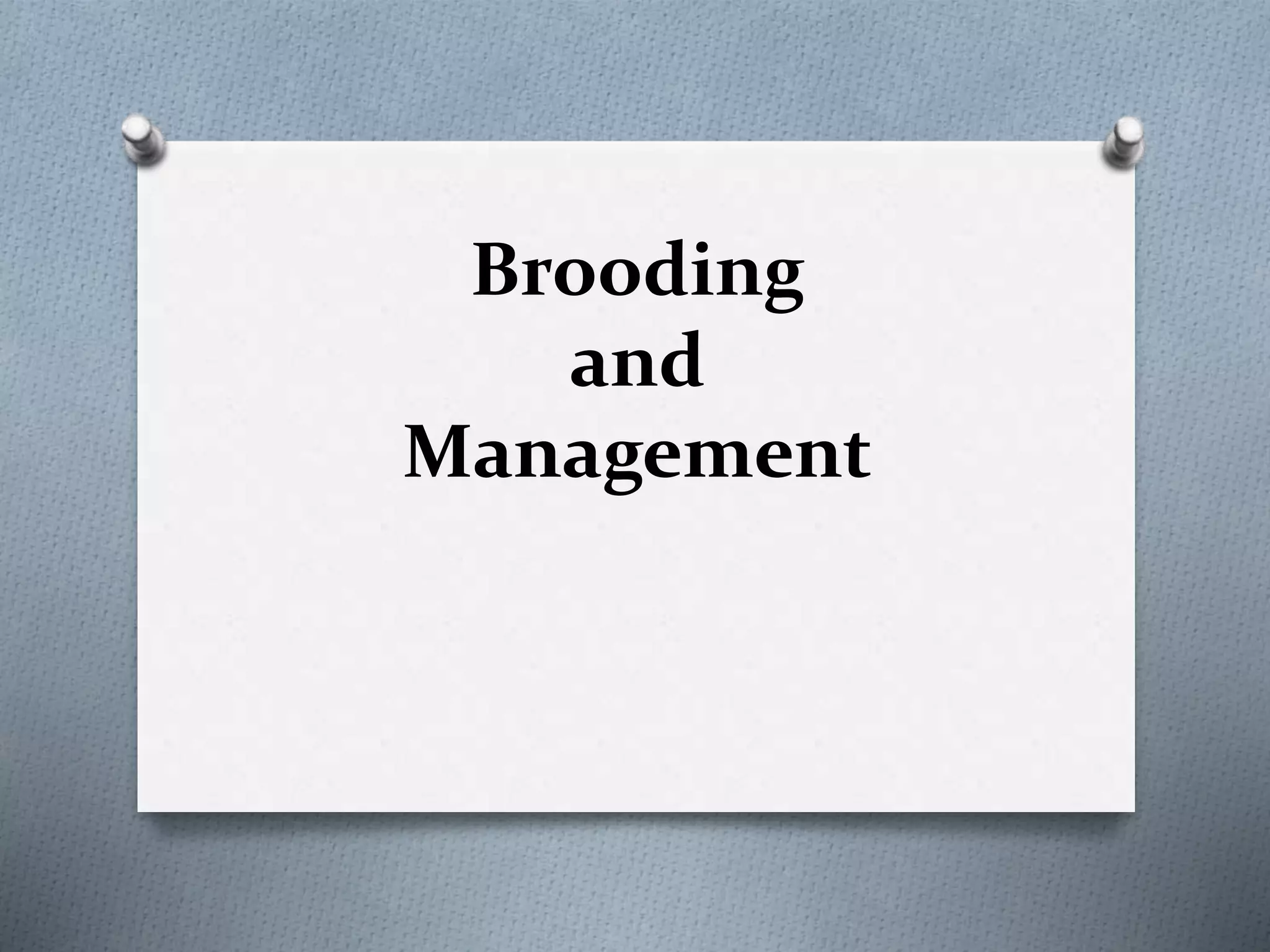 Brooding and management | PPTX