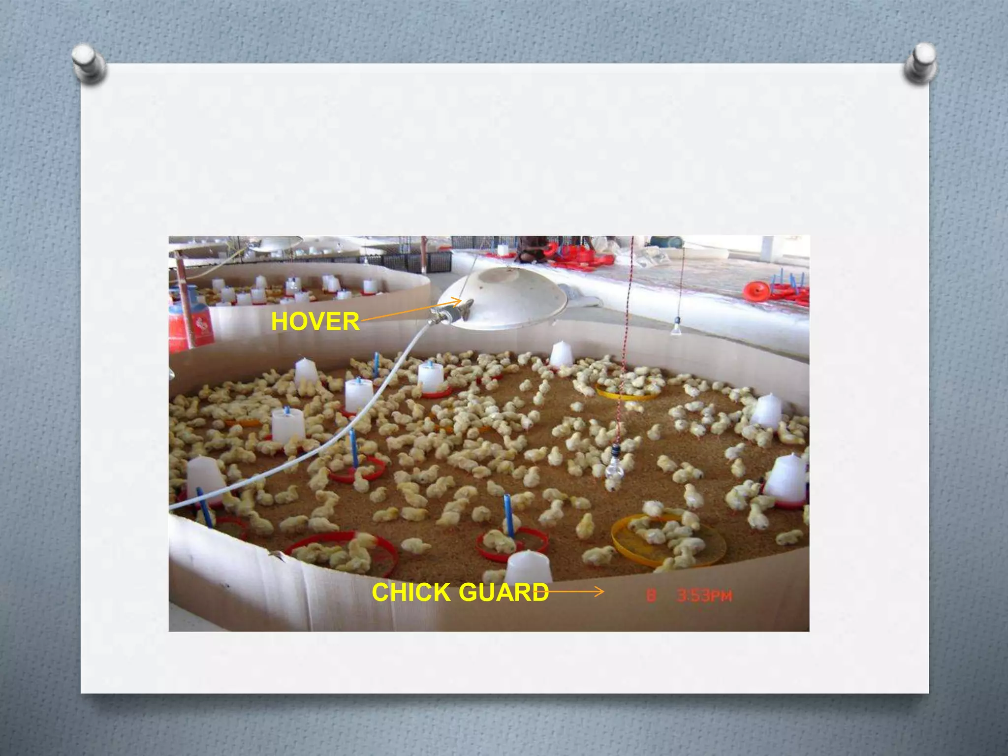 Brooding and management | PPTX