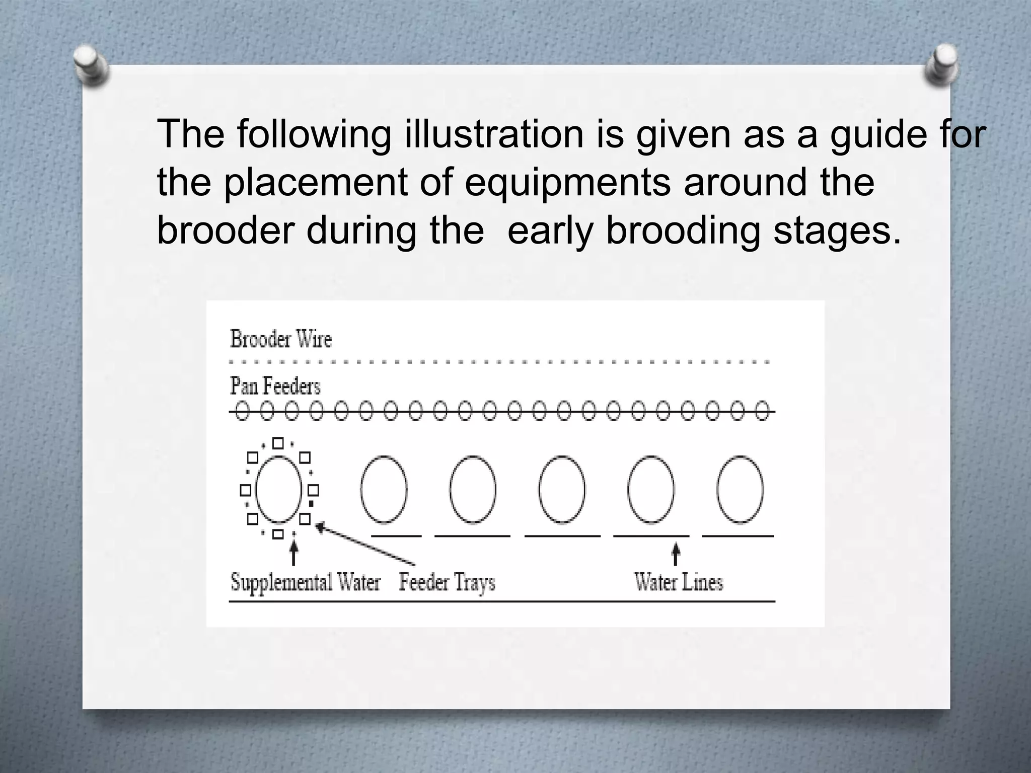 Brooding and management | PPTX