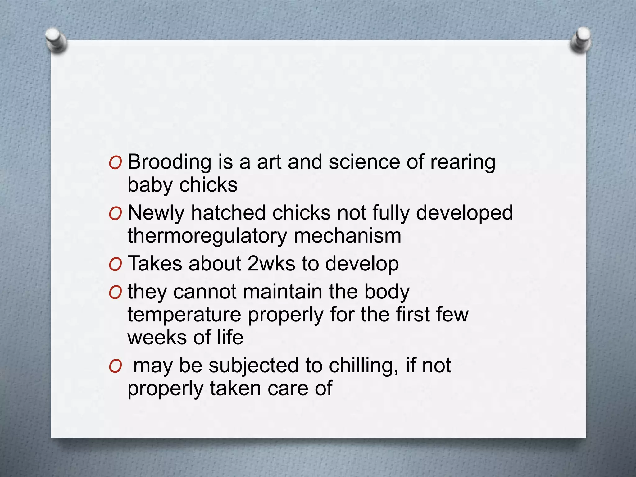 Brooding and management | PPTX