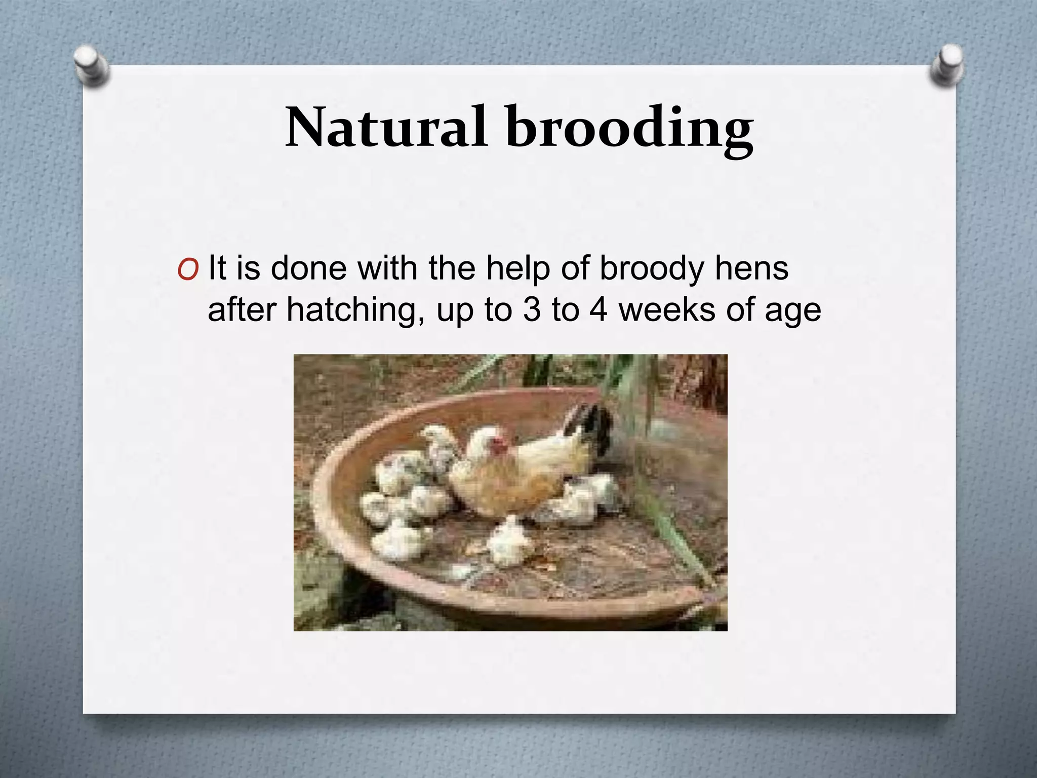 Brooding and management | PPTX