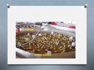 Brooding and management | PPTX