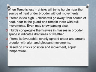 Brooding and management | PPTX