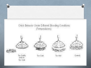 Brooding and management | PPTX